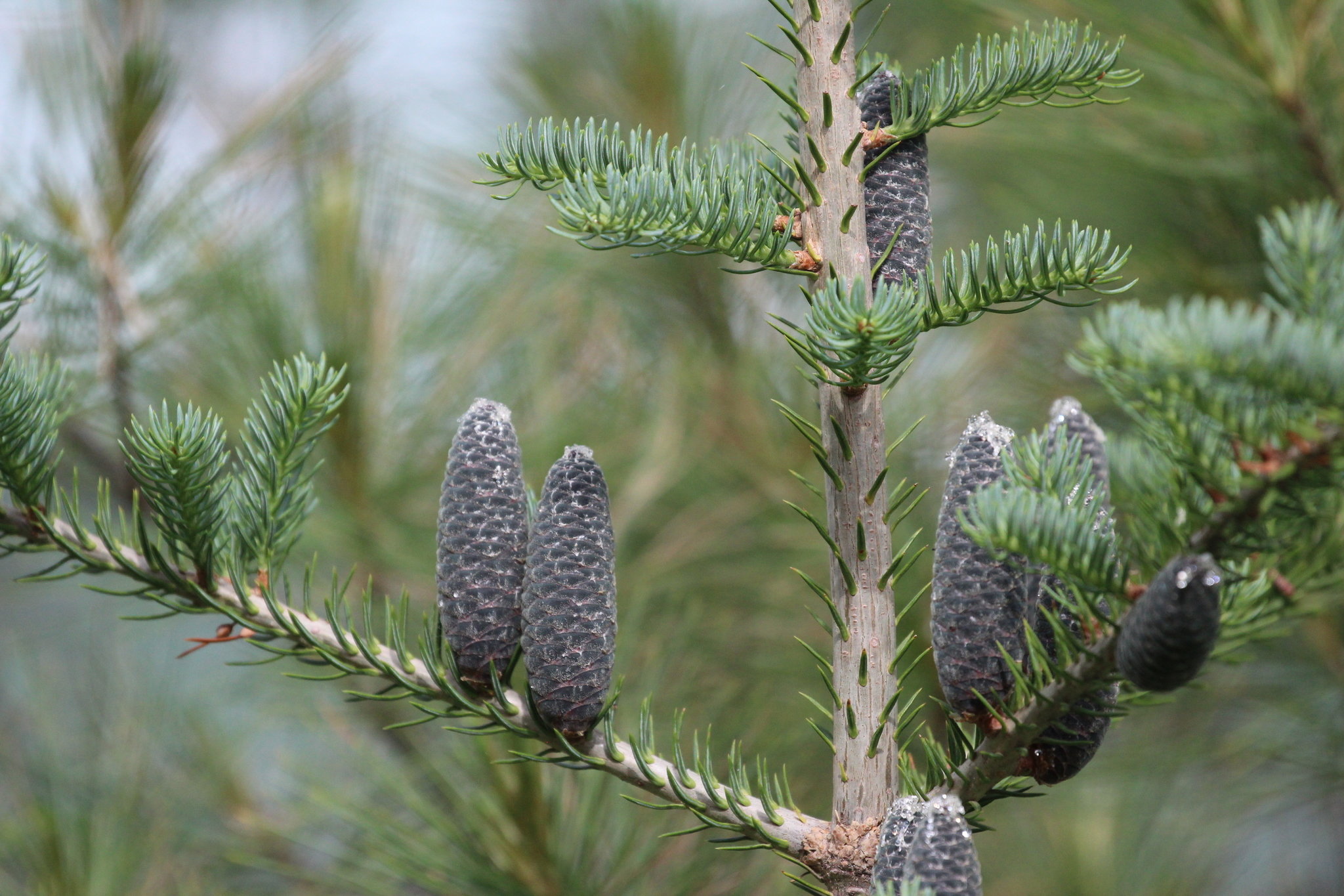 Balsam Fir Tree Facts: Fragrant Foliage of the Adirondacks - GetRather.com