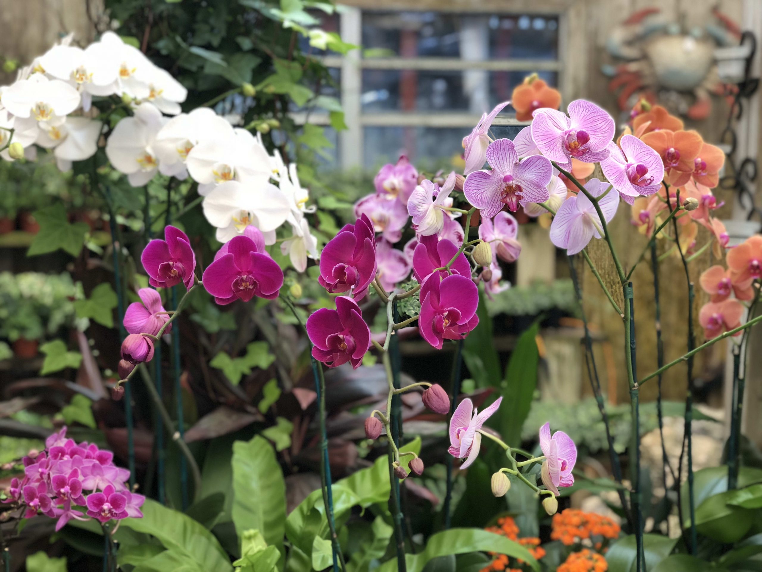 10 Prominent Varieties with Easy Cultivation for Amateur Orchid Lovers ...