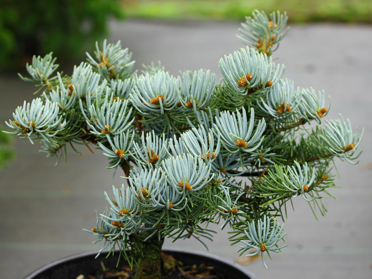 Evergreen Tree Profile: An Expert Guide from Growing to Caring for ...