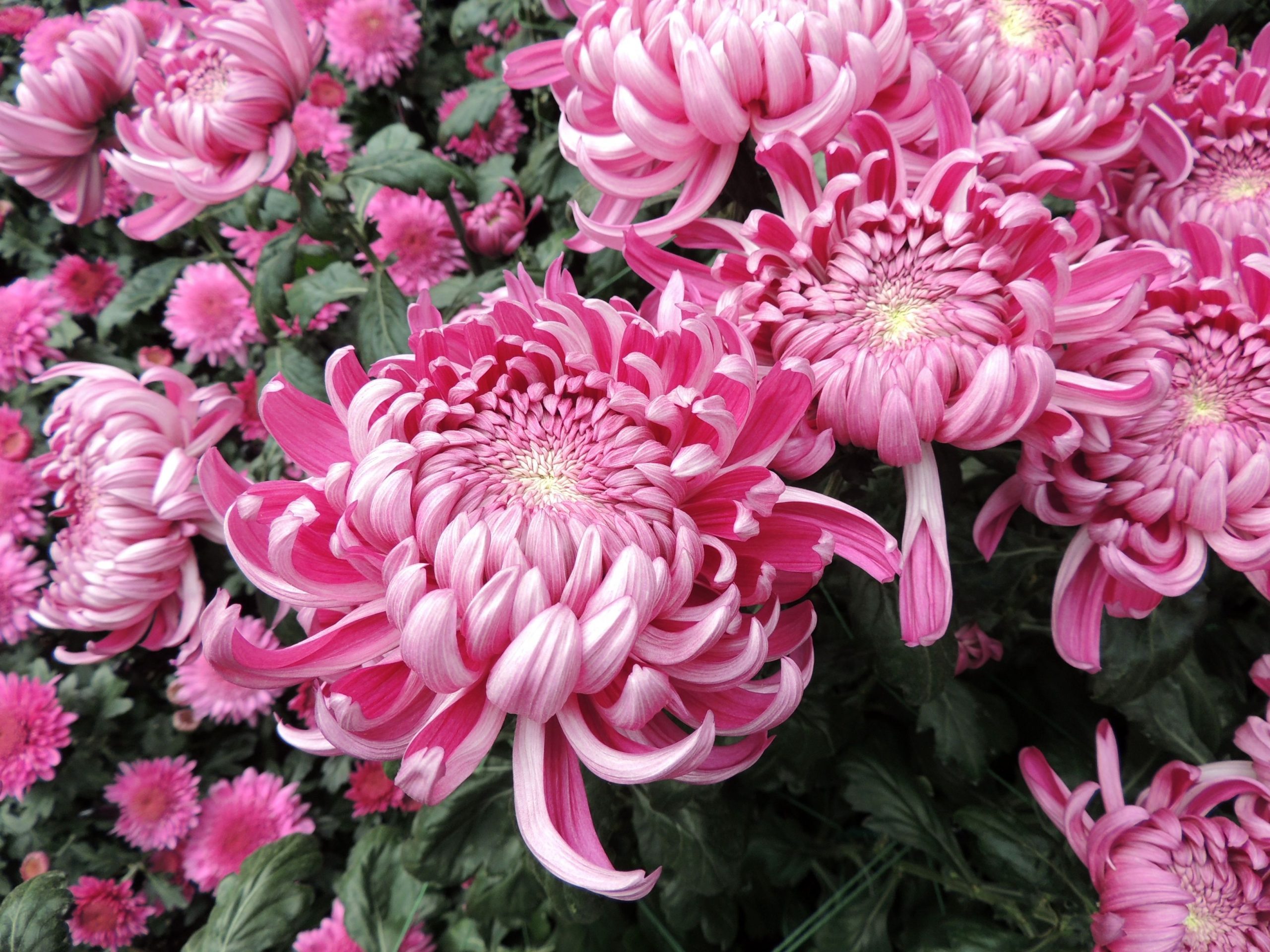 Mums: Caring for the Beautiful Late-Season Bloomers - GetRather.com