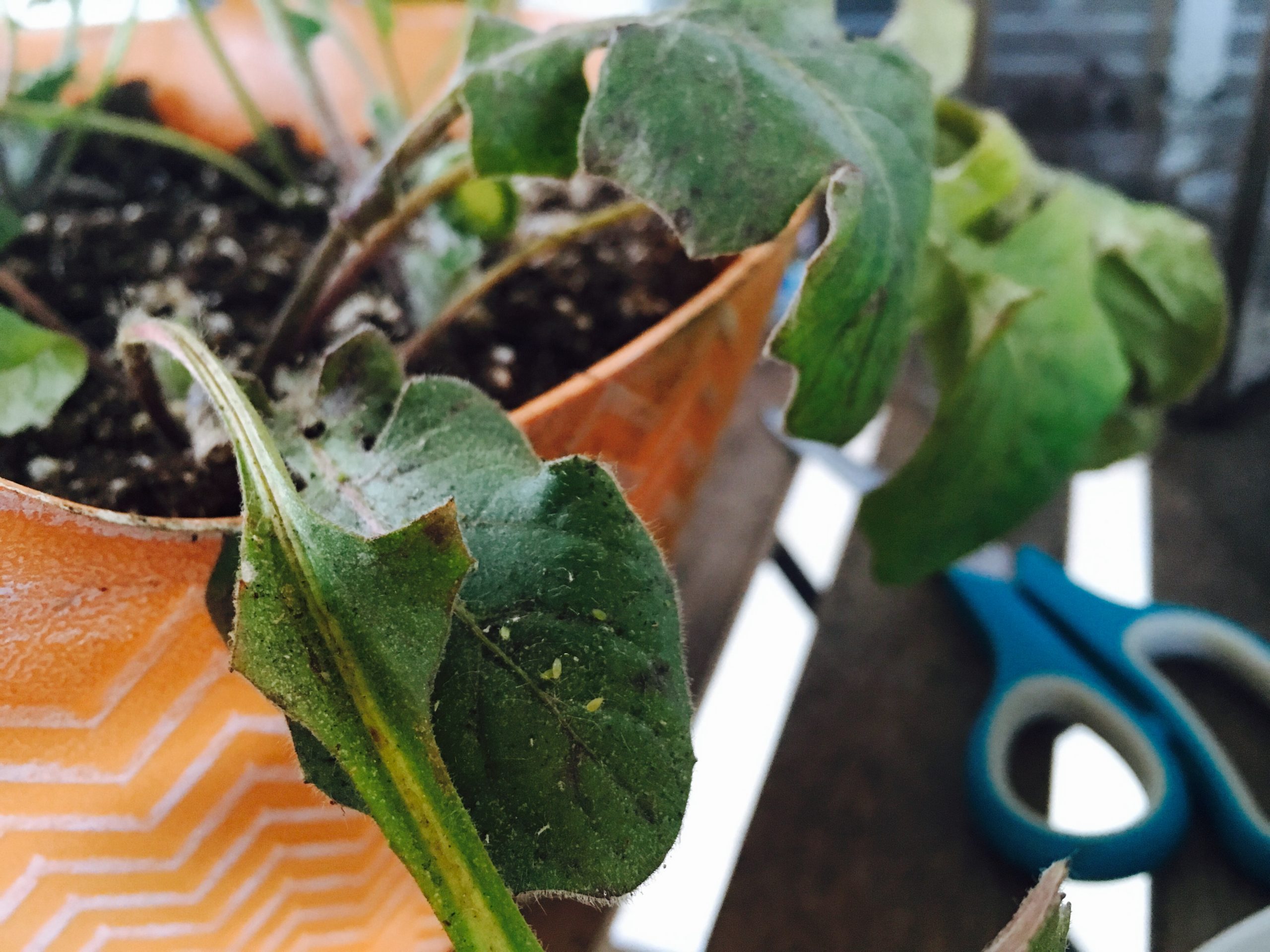 Root Aphids: How to Identify and Remove Them Properly - GetRather.com