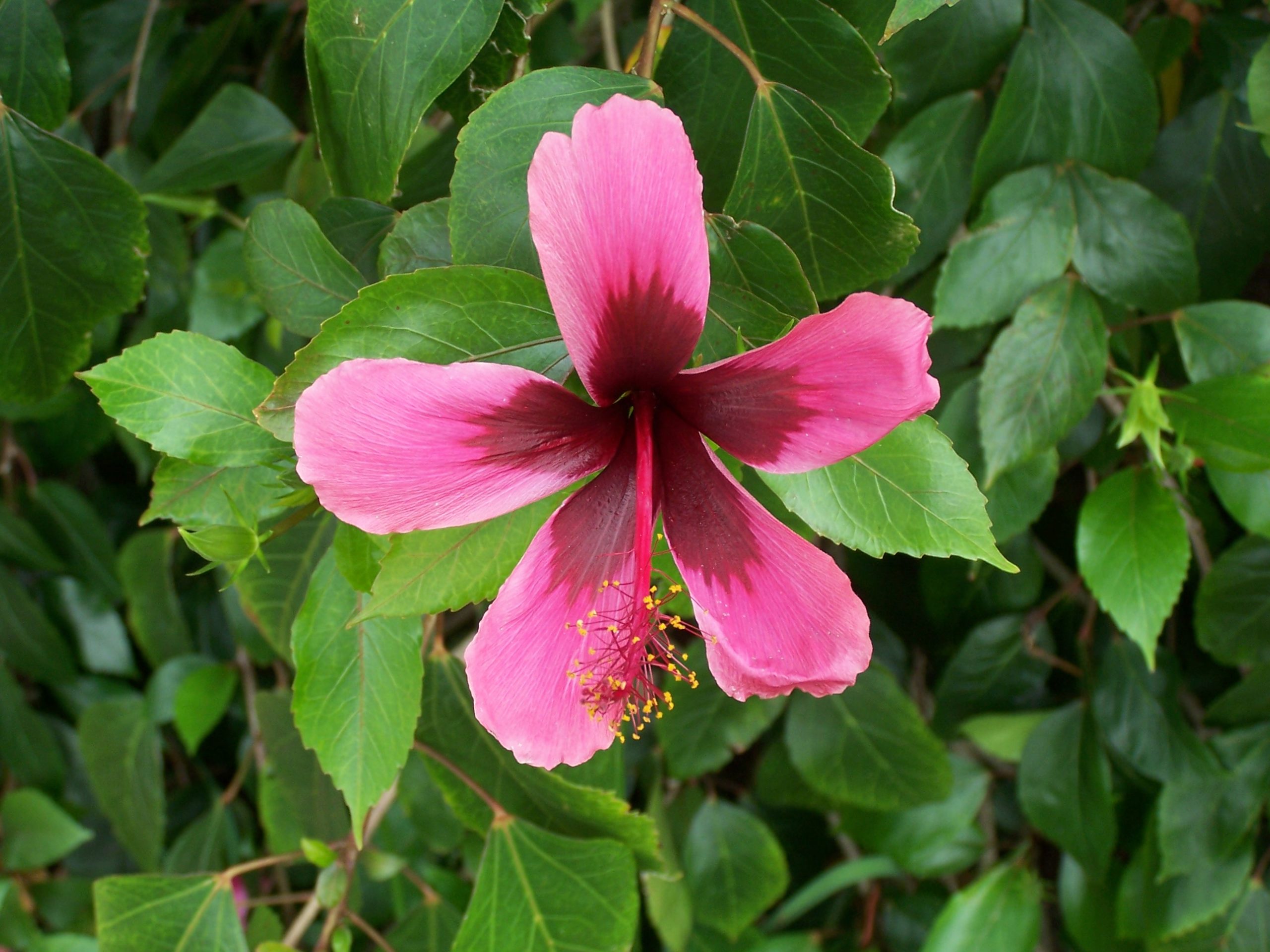 Growing Hibiscus, Varieties, & Care Tips - GetRather.com