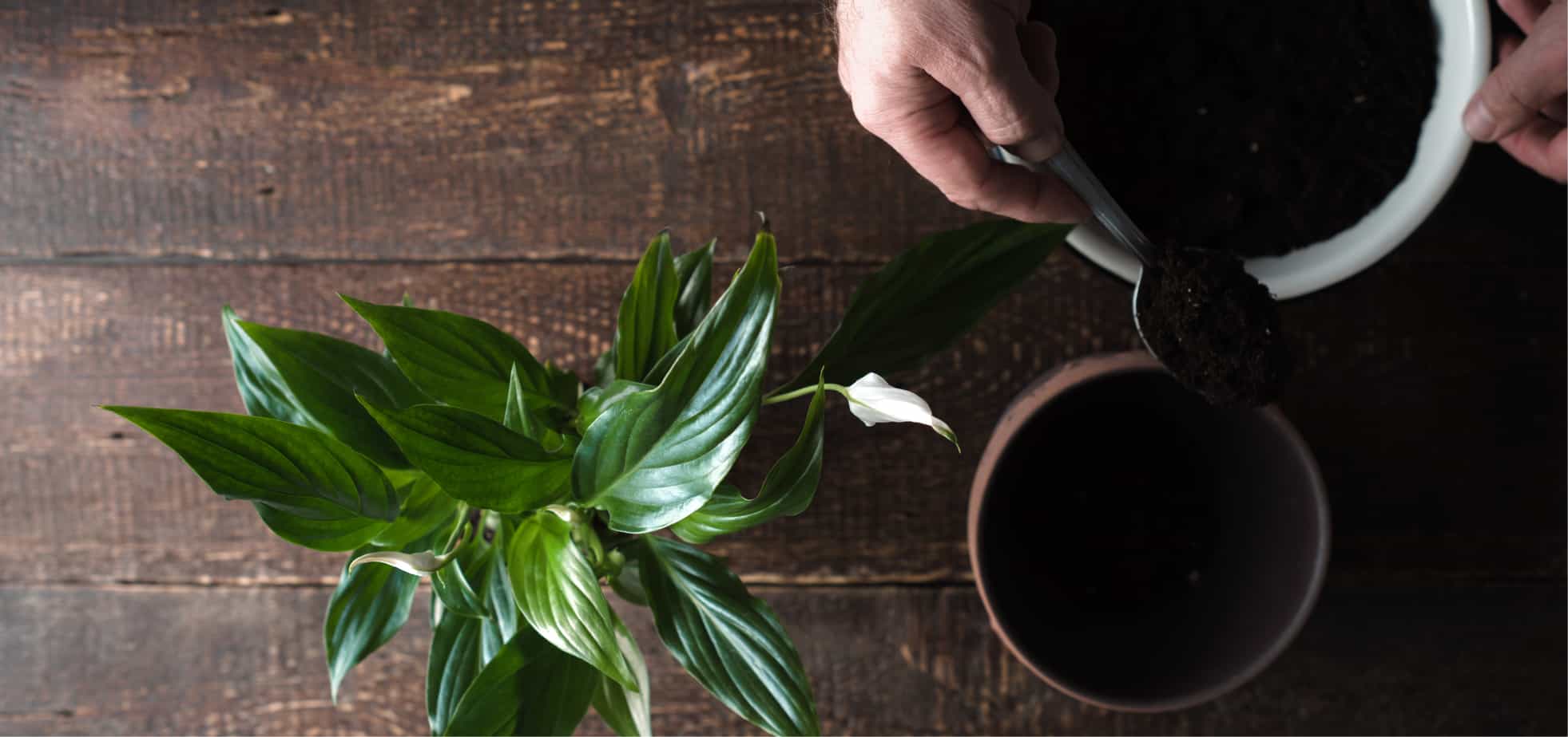 Ultimate Plant Guide: How to Grow a Peace Lily - GetRather.com