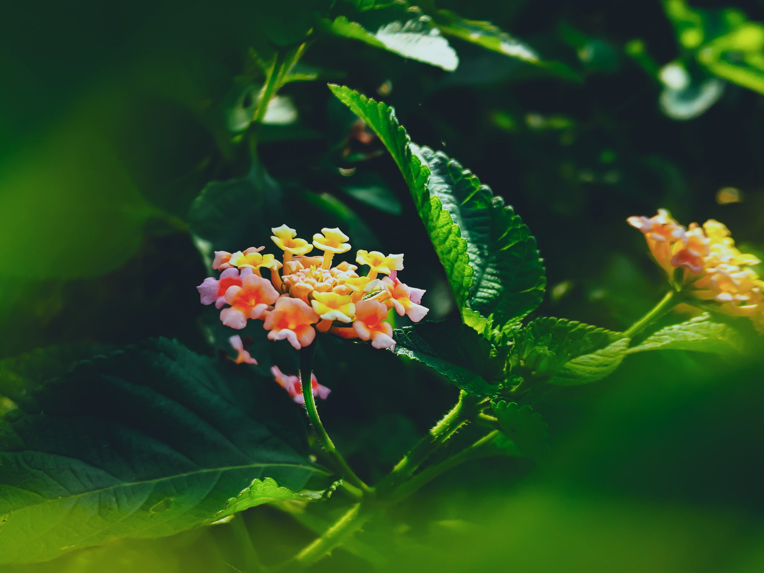 Lantana Plants: Some Wonderful Facts and Tips to Know - GetRather.com