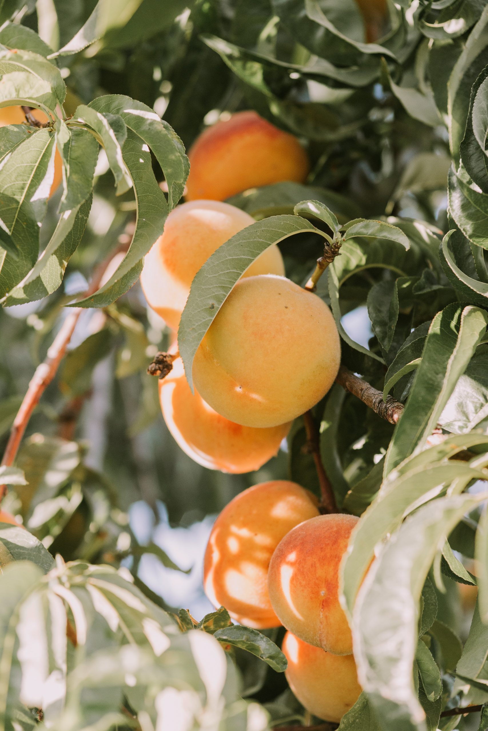 Peach Tree Diseases and How to Manage Them Successfully - GetRather.com