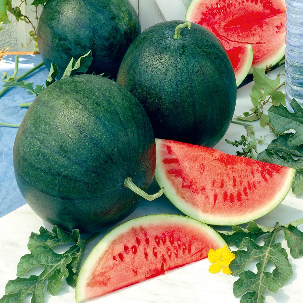 Sugar Baby Watermelon How to Grow and Maintain - GetRather.com