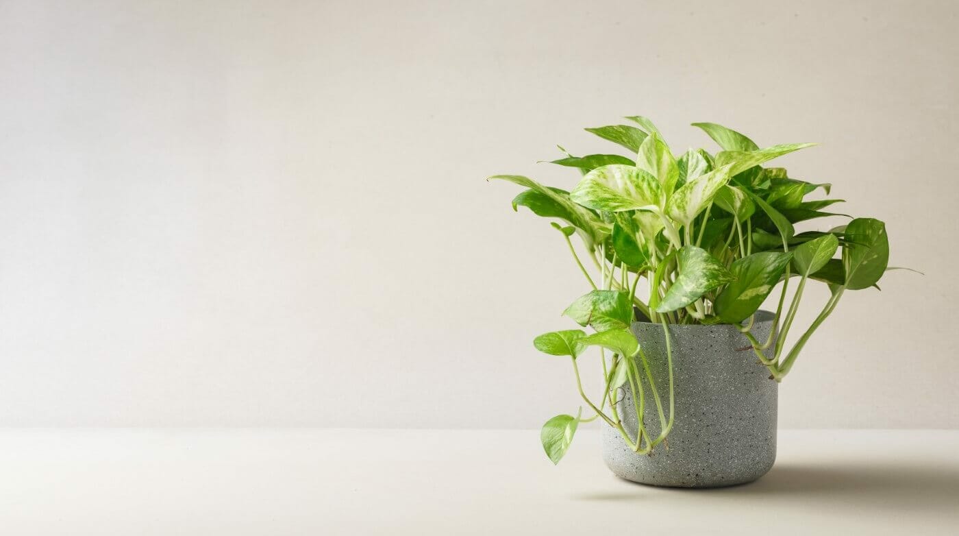 Pothos: A Comprehensive Guide to Growing and Caring for Indoor ...
