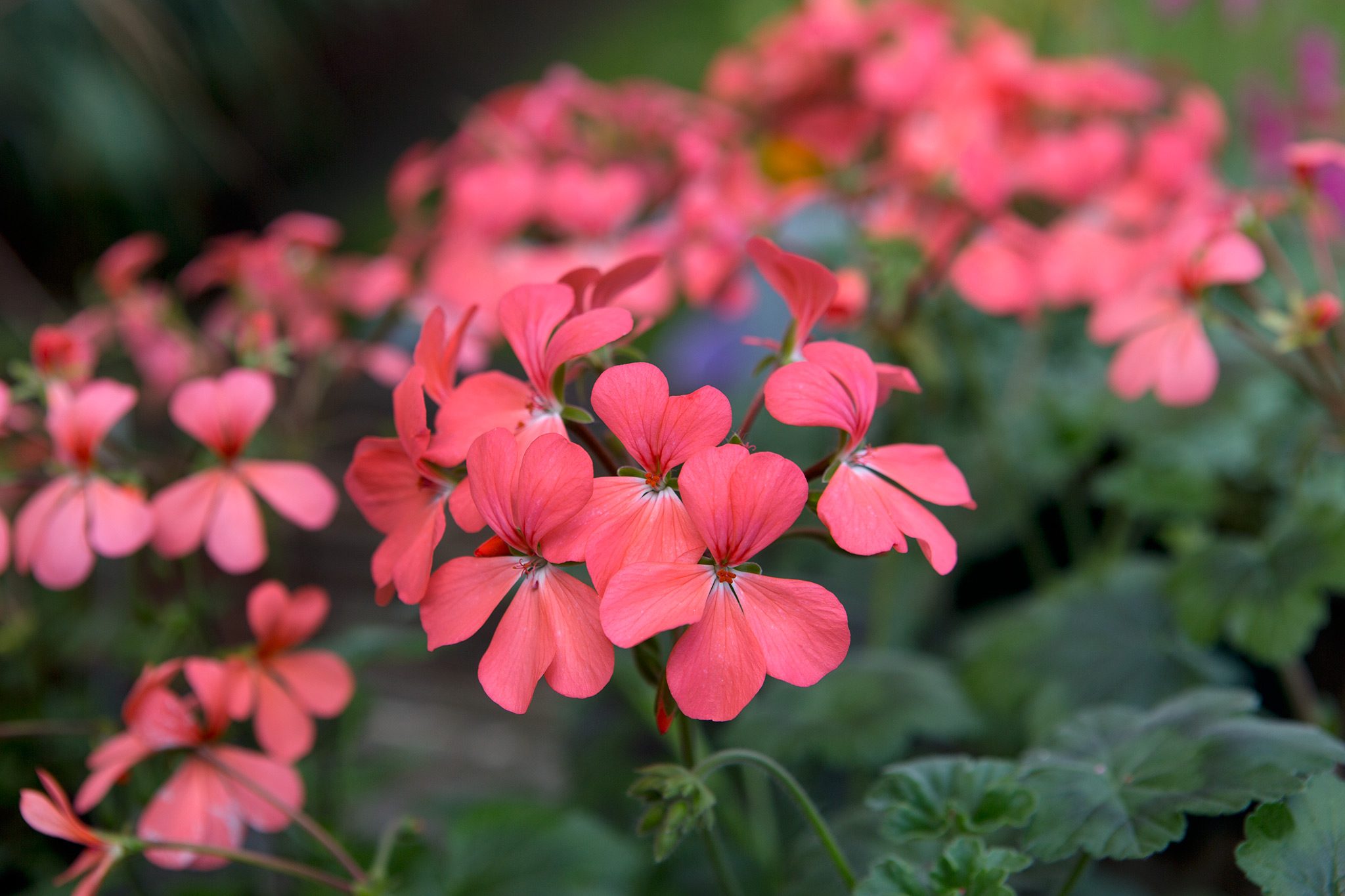 Complete Guide to Planting, Caring, and Maintaining Geraniums for a ...